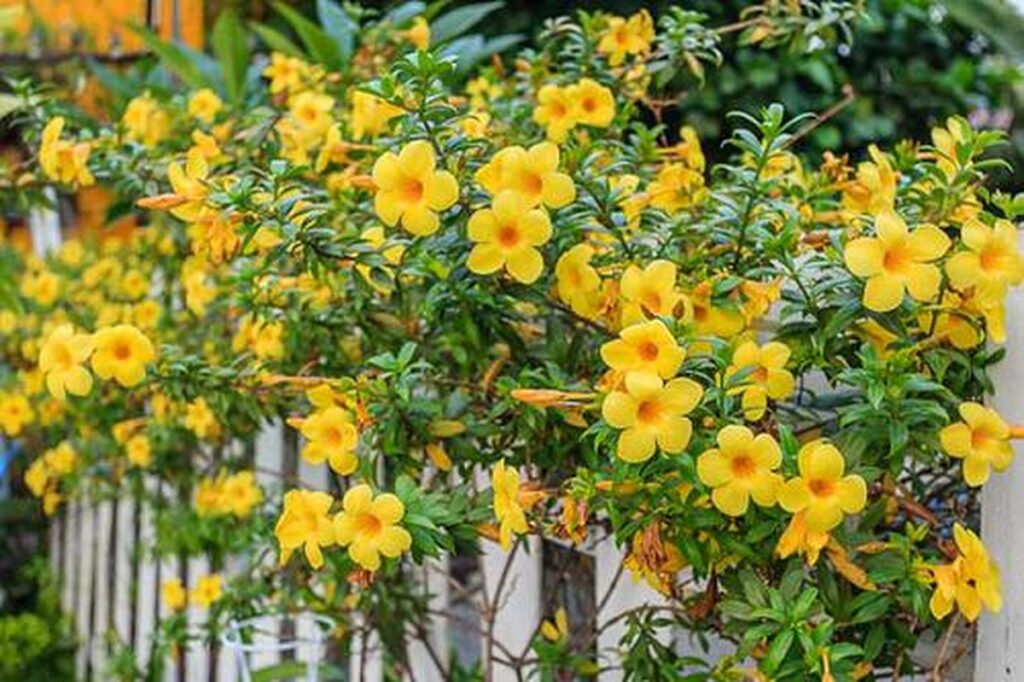 26 Fascinating Milky Sap Plants Every Garden Lover Should Know