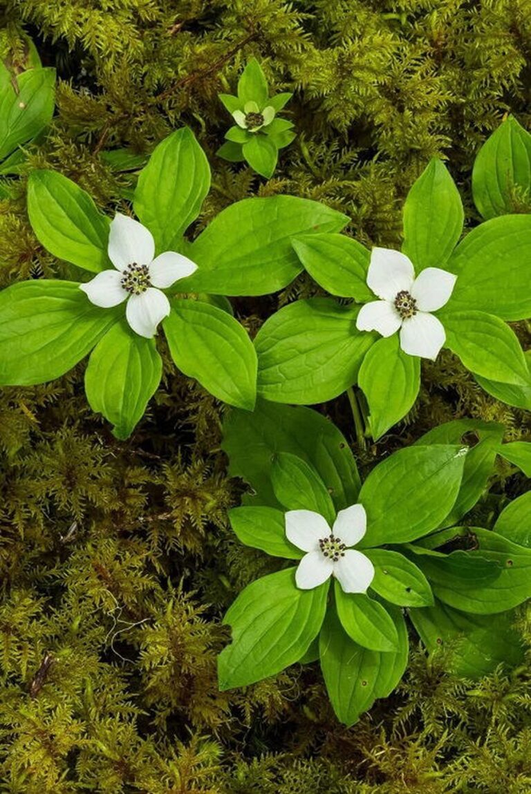 16 Stunning 4 Petal Flowers That'll Brighten Your Garden