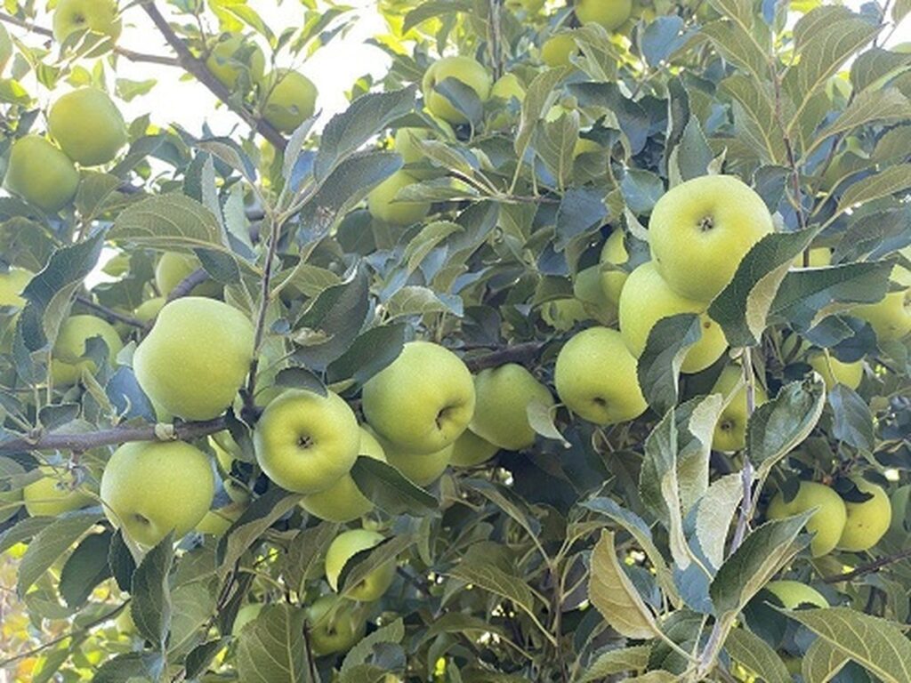 31 Delicious Green Apple Varieties to Taste This Season