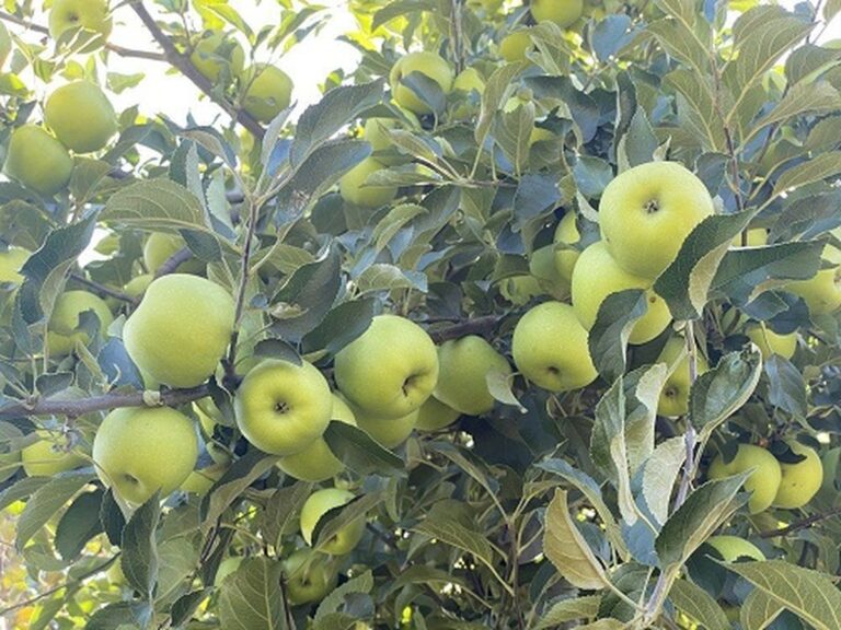 31 Delicious Green Apple Varieties to Taste This Season