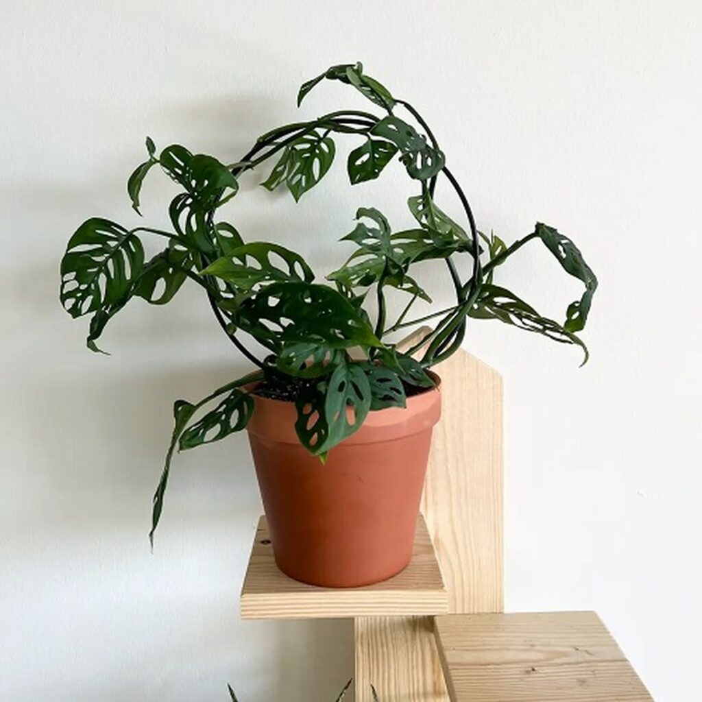 21 Beautiful Monstera Trellis Ideas for Plant Lovers