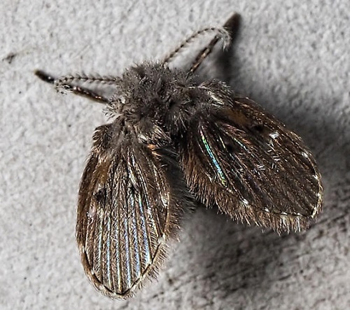 11 Pesky Small Tiny Bugs in Bathroom and Easy Ways to Banish Them
