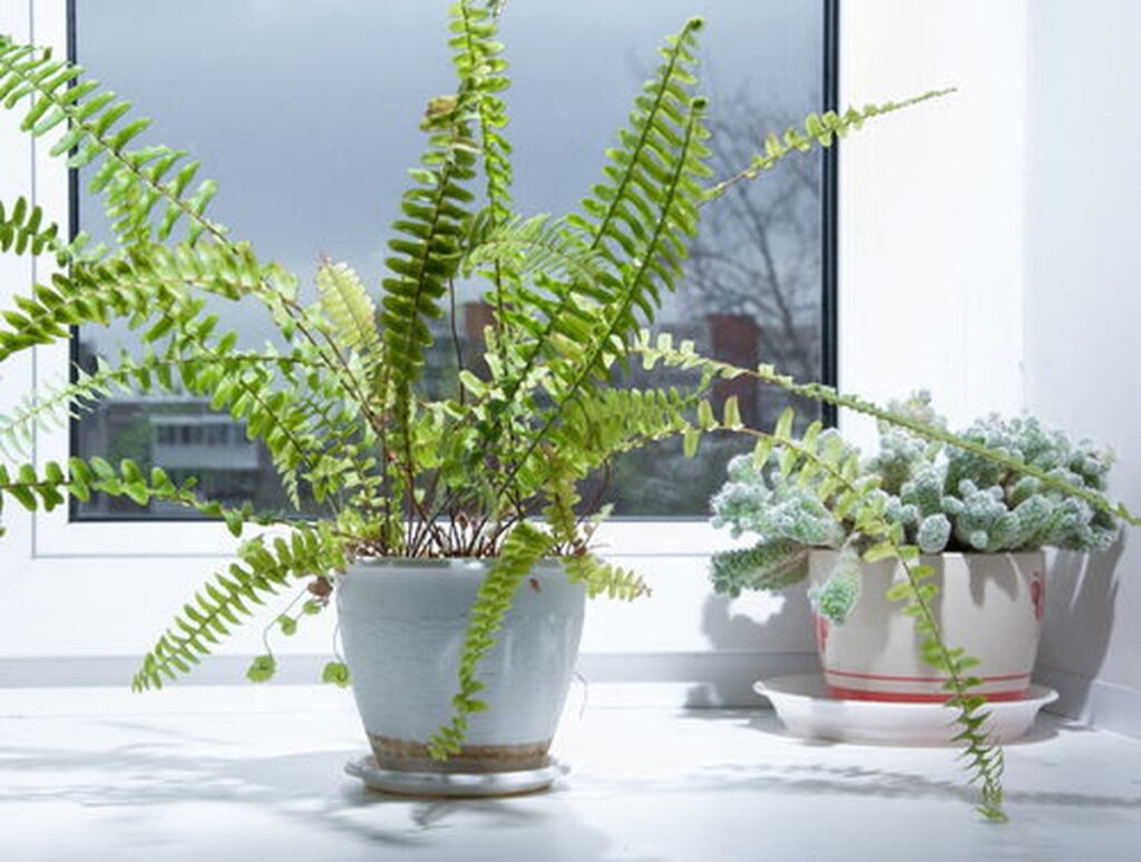 47 Most Beautiful Ferns To Grow That Thrive In Containers