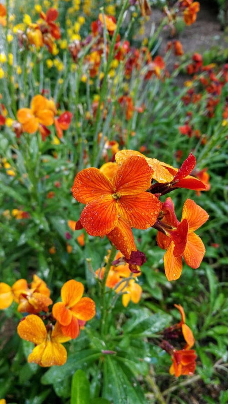 16 Stunning 4 Petal Flowers That'll Brighten Your Garden