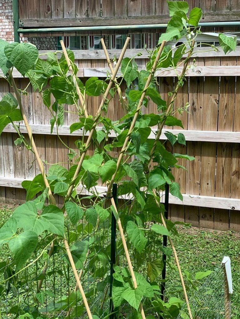 26 Simple and Creative DIY Bean Trellis Ideas for Your Garden