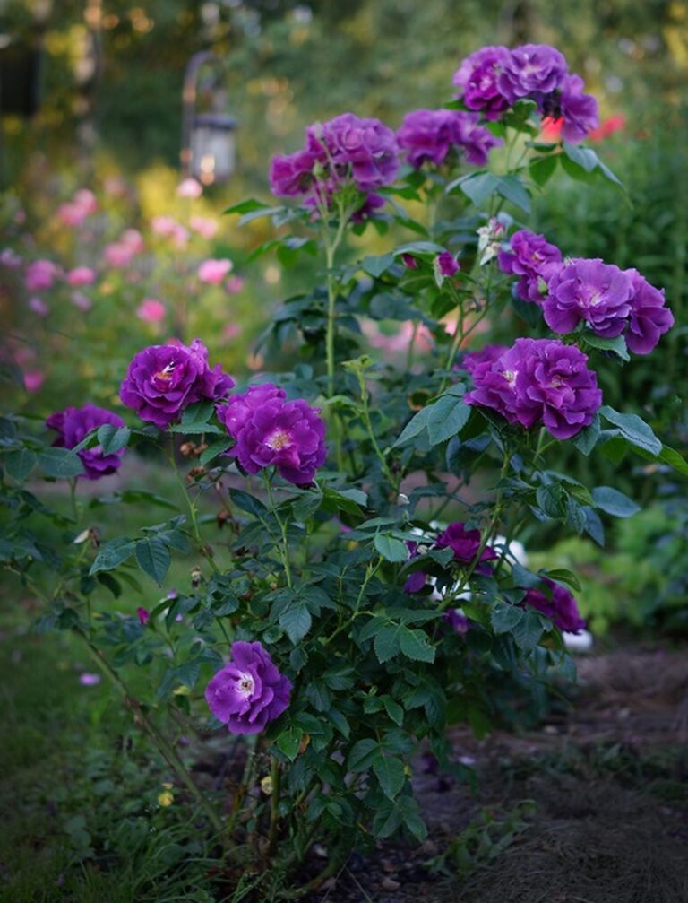 13 Breathtaking Mauve Flowers to Brighten Your Garden