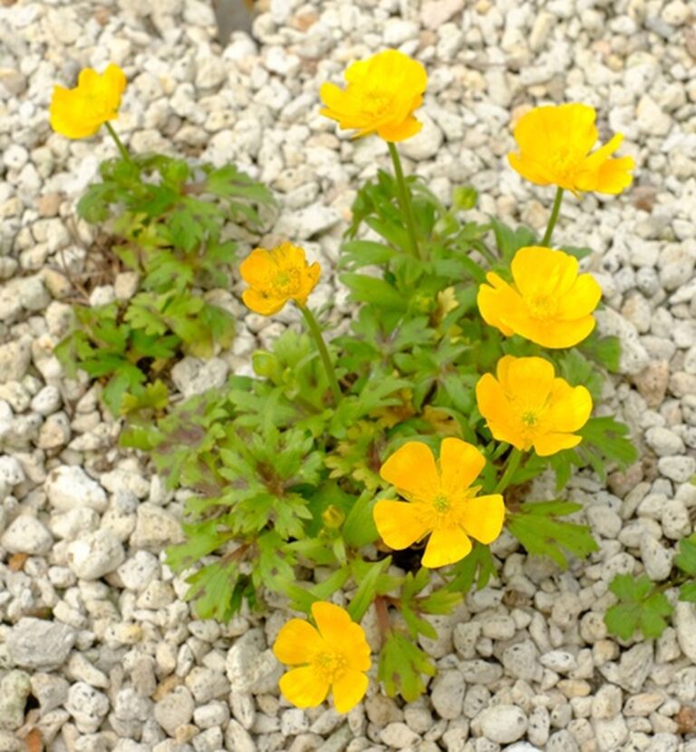 17 Beautiful Irish Flowers to Brighten Your Garden Space