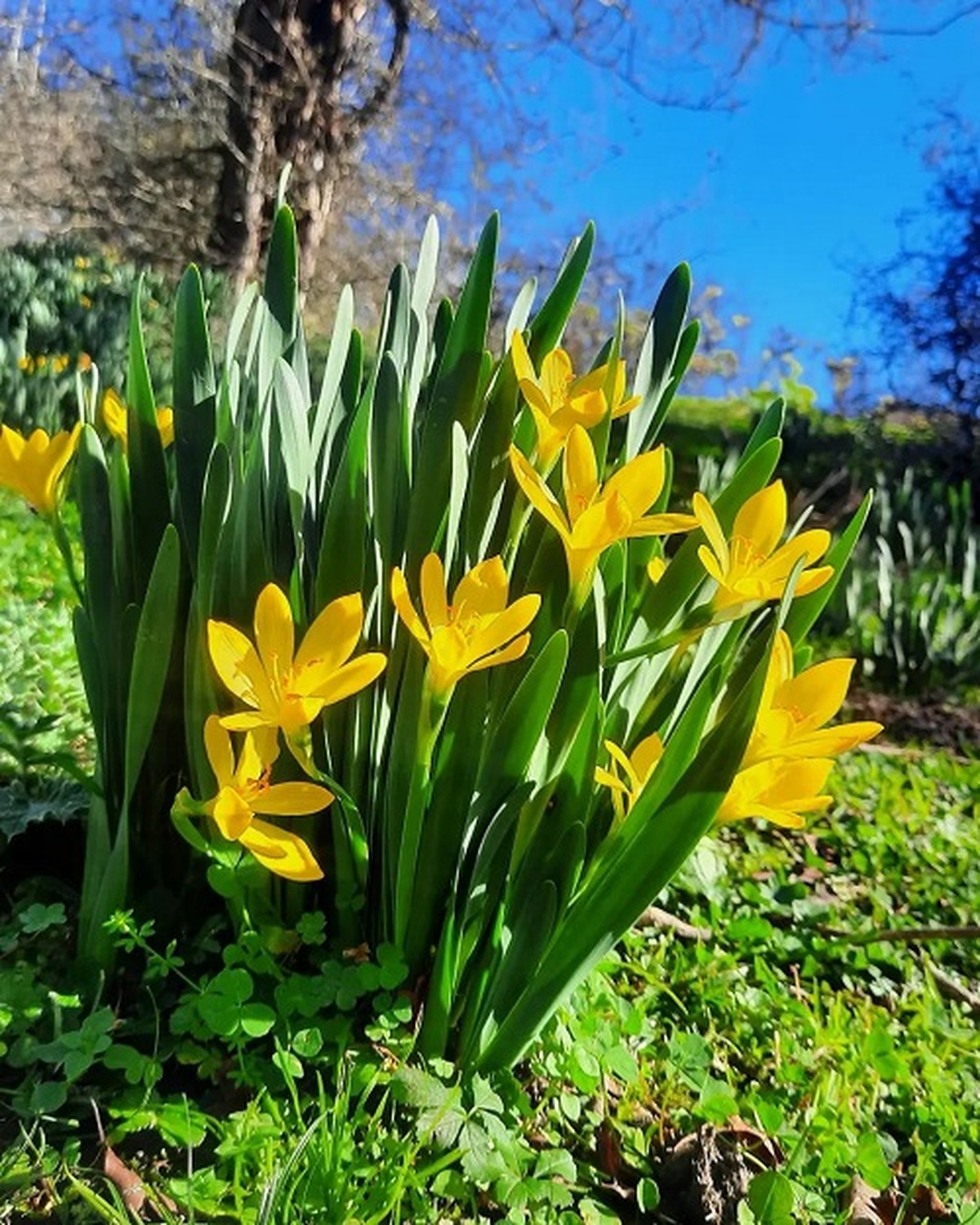 7 Breathtaking Iran Flowers That Will Steal Your Heart