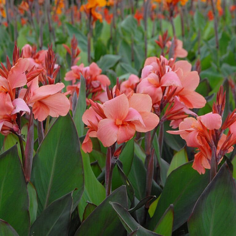 30 Stunning Types of Canna Lily Varieties for Garden Paradise