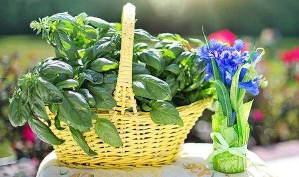 18 Calming Indoor Plants to Ease Anxiety and Depression