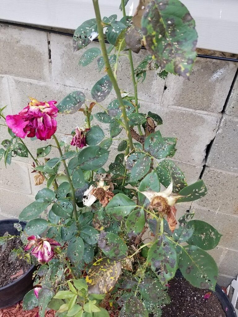 6 Common Problems With Roses in Pots and How to Fix Them