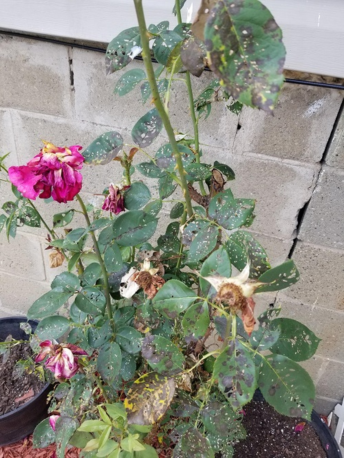 6 Common Problems With Roses in Pots and How to Fix Them