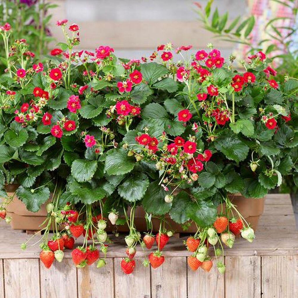 17 Amazing Fruit Plants That Bear Fruit Fast For Quick Harvests