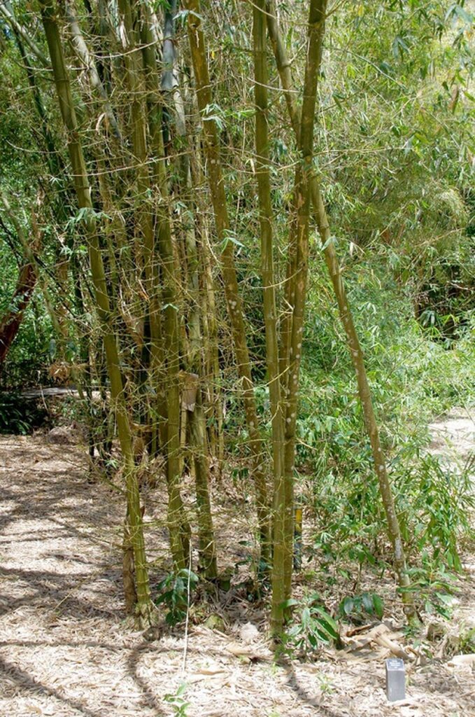 24 Beautiful Bamboo Types for Container and Garden Growing