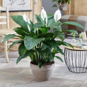 20 Refreshing Indoor Plants That Increase Humidity & Reduce Dry Air