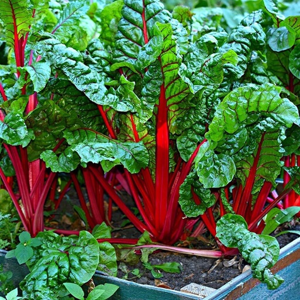 11 Stunning Plants With Red Veins on the Foliage to Adore