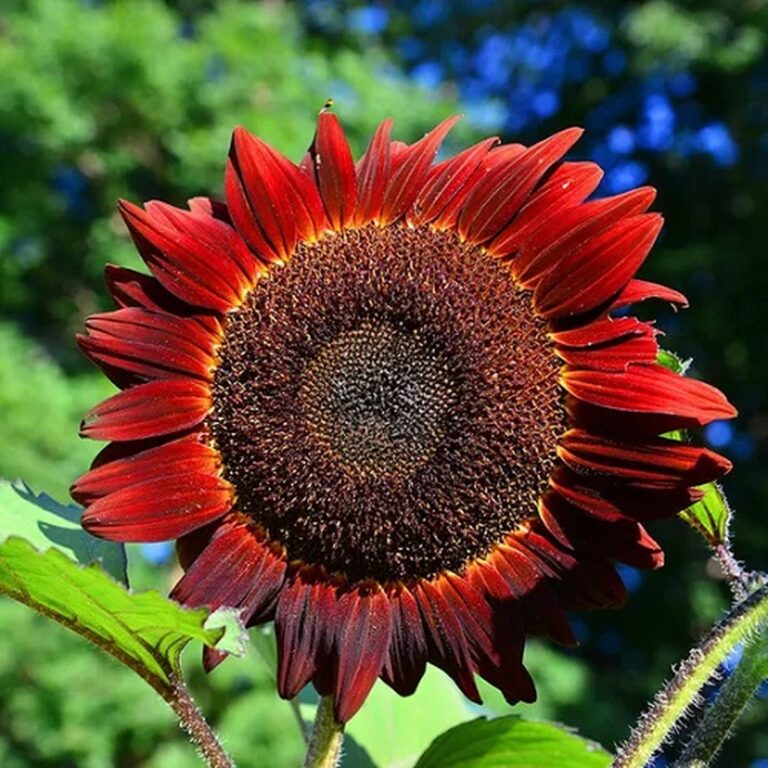 31 Stunning Sunflower Colors That Will Brighten Your Garden