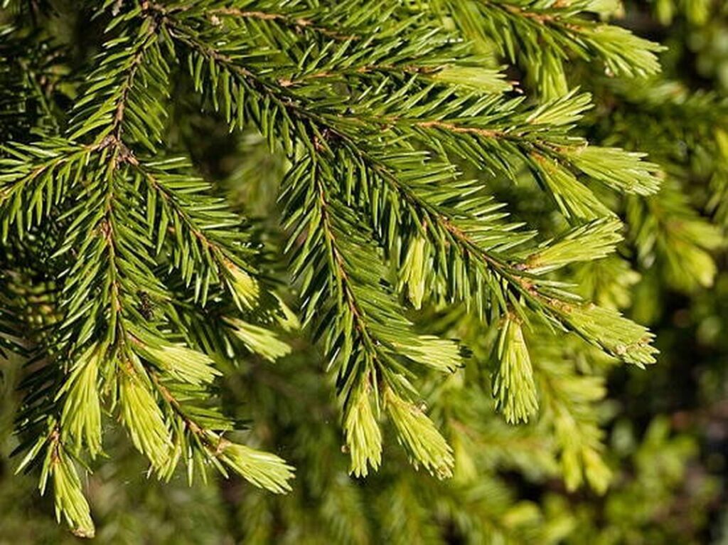 13 Beautiful Types of Spruce Trees to Brighten Your Landscape