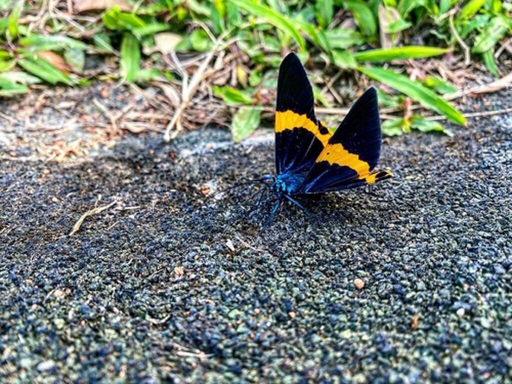 28 Adorable Moths That Are As Beautiful As Butterflies