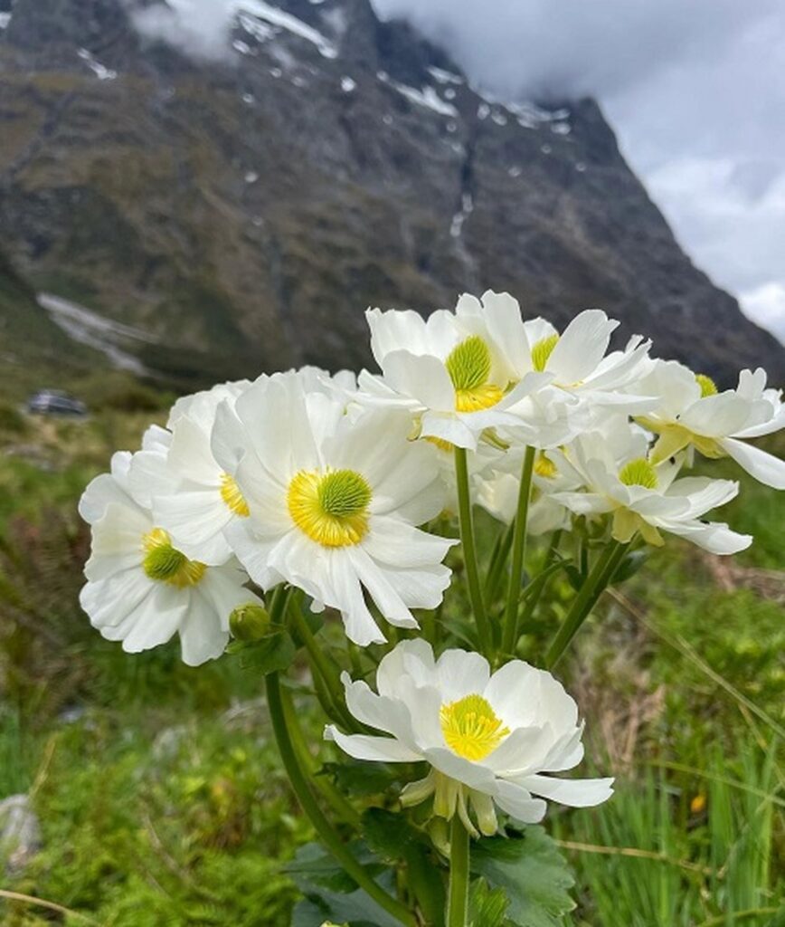 16 Beautiful White Flowers with Yellow Center to Brighten Your Garden