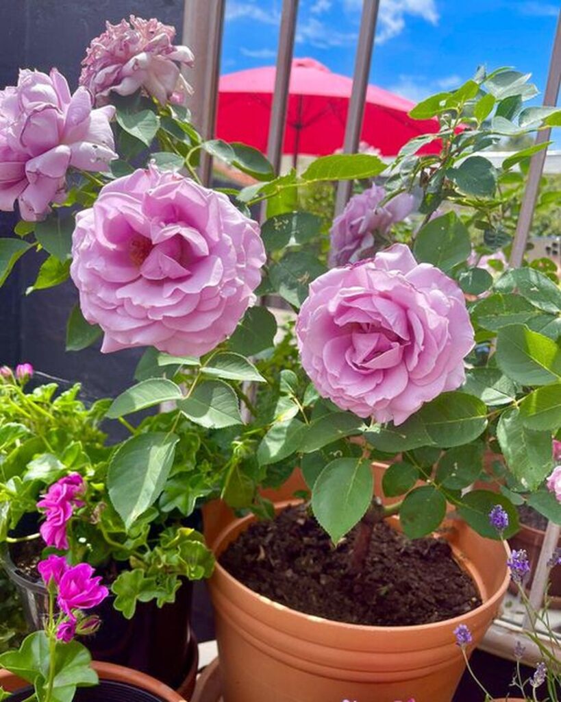 14 Amazing Smokable Plants That Aren't Weed or Tobacco