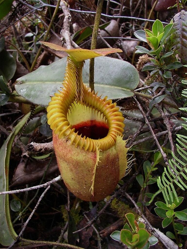 17 Fascinating Plants That Look Like Aliens