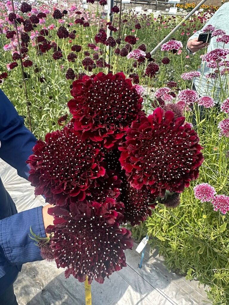 12 Beautiful Burgundy Flowers That Add Rich Charm To Gardens
