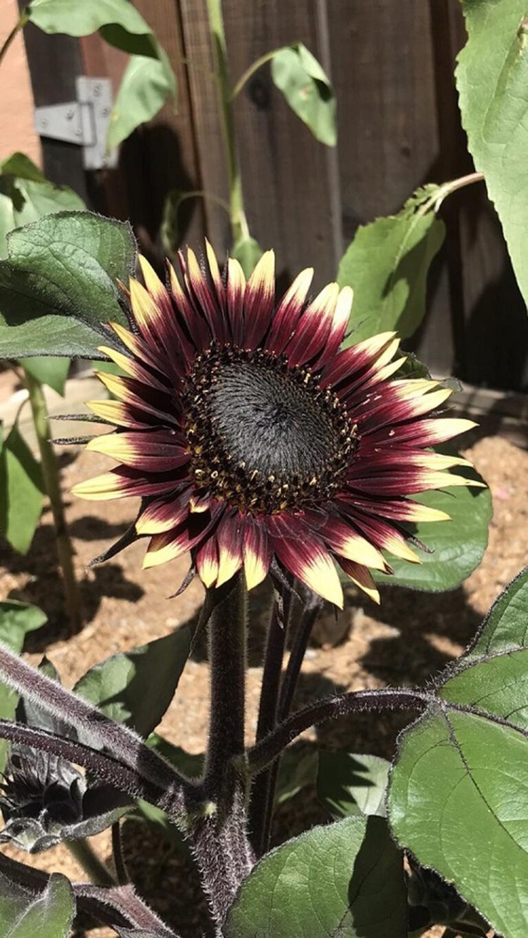 31 Stunning Sunflower Colors That Will Brighten Your Garden