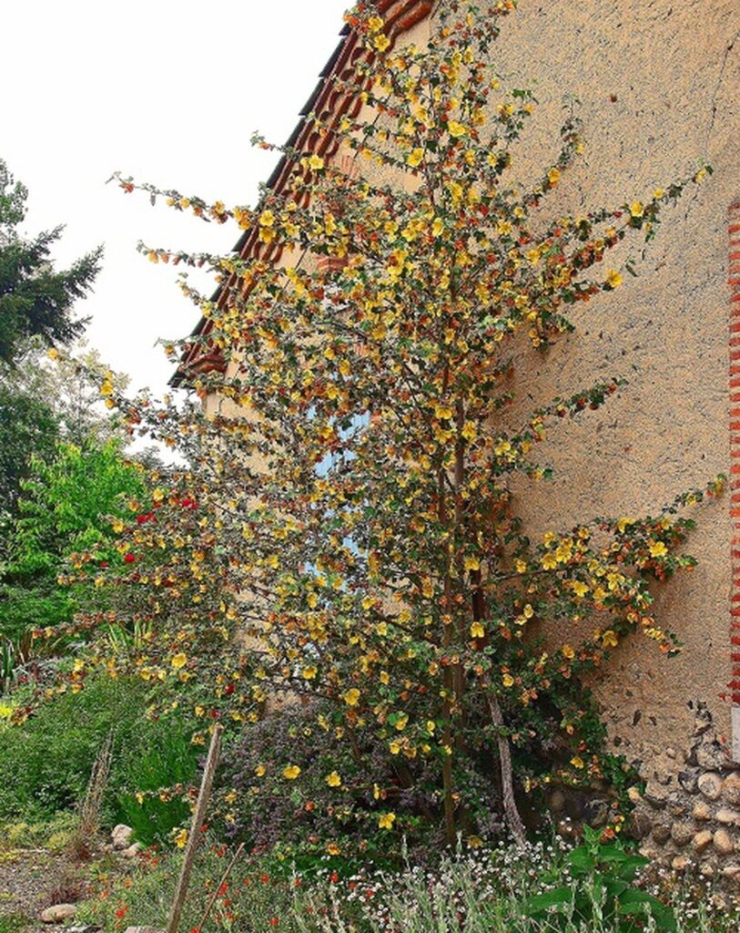 30 Stunning Trees with Yellow Flowers That Brighten Any Garden