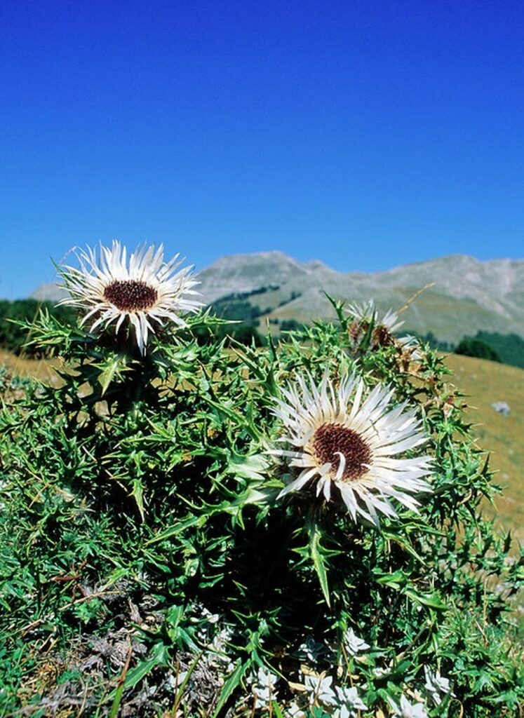 5 Stunning Silver Flowers That Will Brighten Your Garden