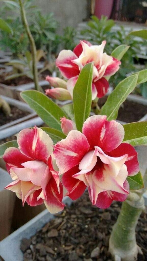 35 Different Types of Desert Rose Varieties to Fall in Love With