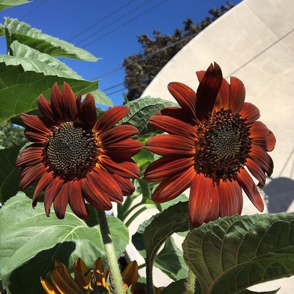 15 Popular Red Sunflower Varieties To Know