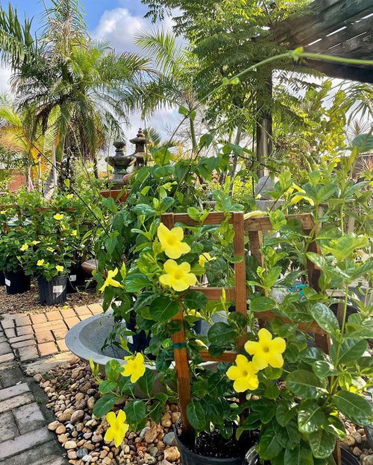 12 Stunning Vines & Climbers with Yellow Flowers to Brighten Your Garden