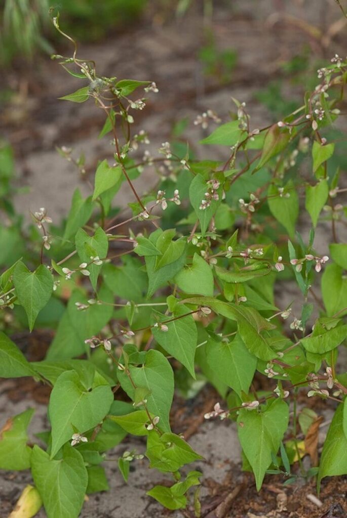 20 Exotic Weeds With Red Vines and Stems to Discover
