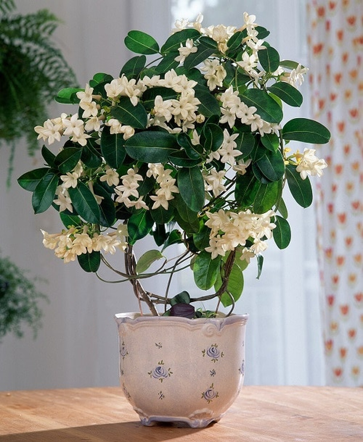 8 Amazing Indoor Jasmine Varieties to Transform Your Home
