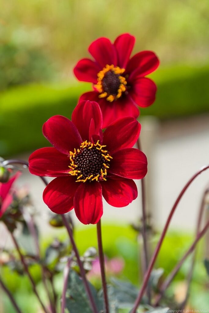 27 Stunning Red Dahlia Varieties That Will Brighten Any Garden
