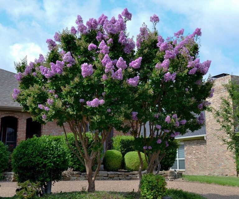 13 Stunning Trees With Blue Flowers to Brighten Your Garden