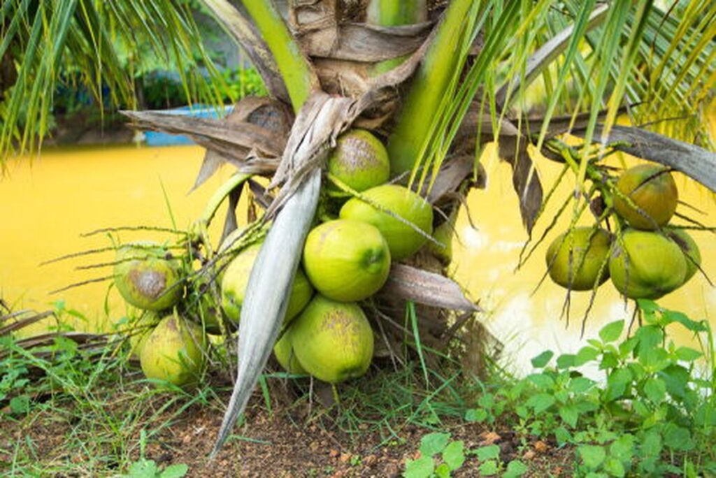 11 Fascinating Types Of Coconuts To Discover Today