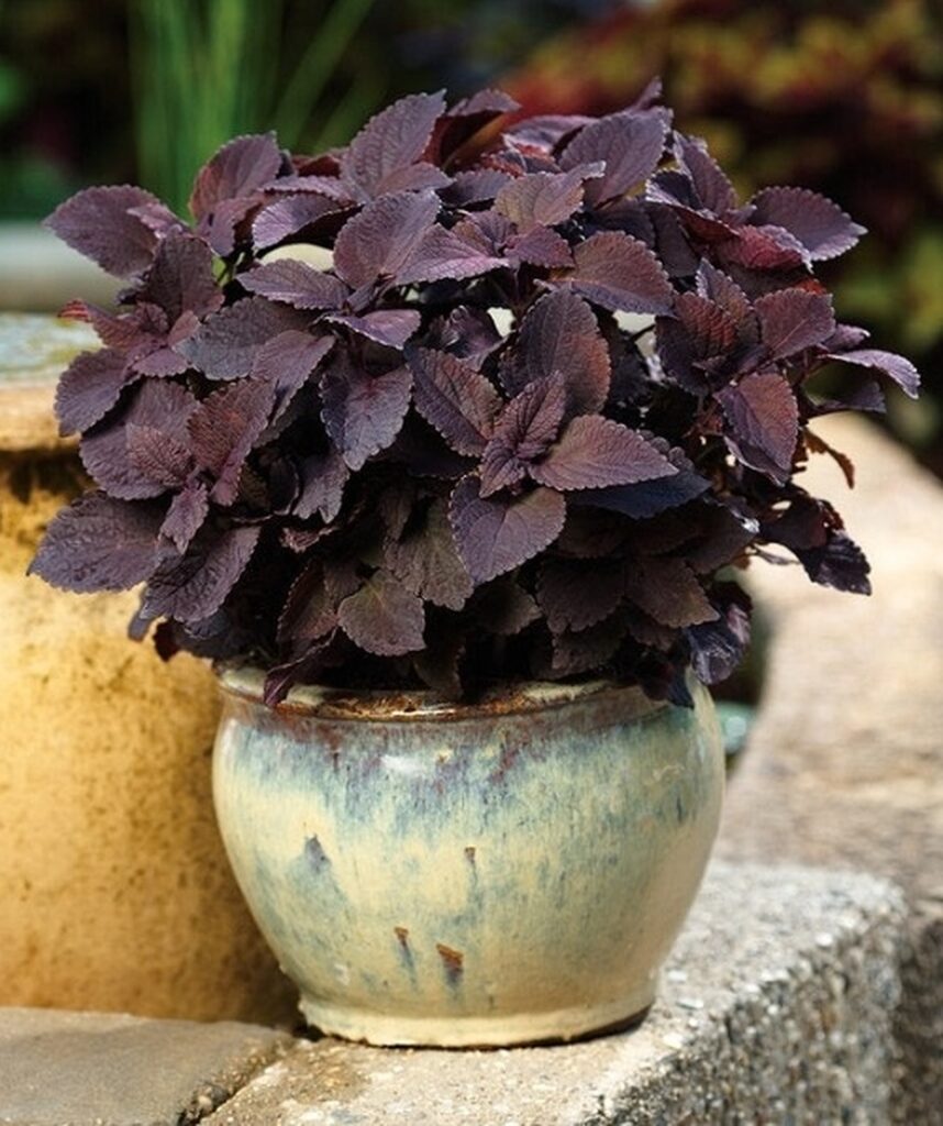 54 Stunning Purple Coleus Varieties to Brighten Your Garden