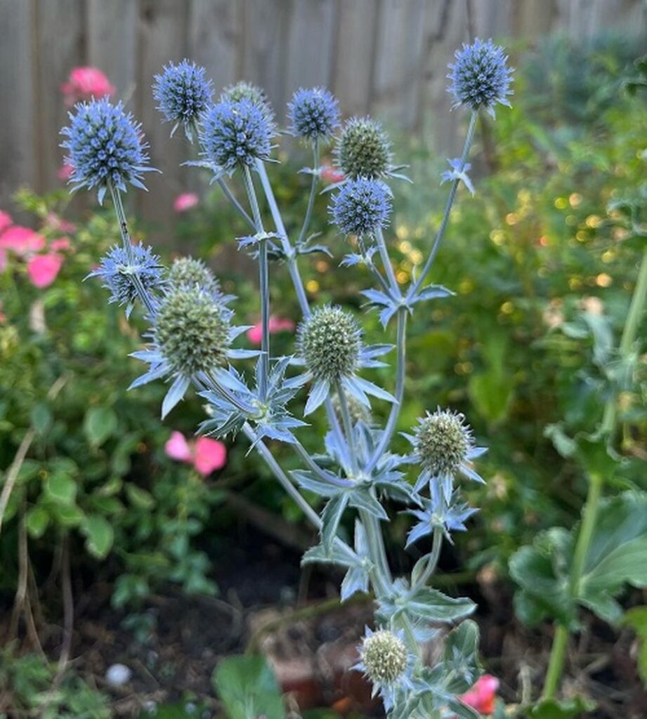 21 Gorgeous Spiky Plants That Will Transform Your Garden