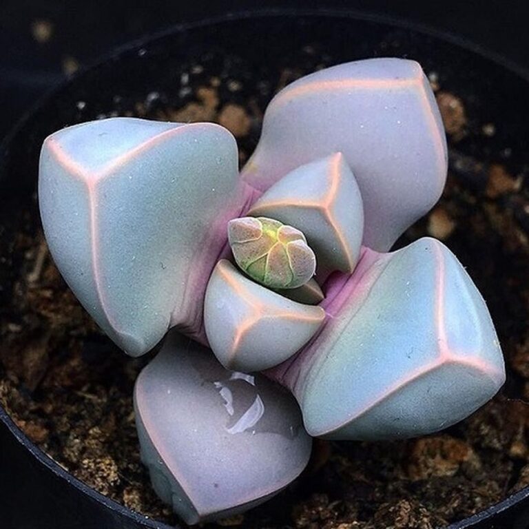 25 Adorable Tiny Mini Succulents for Your Charming Garden