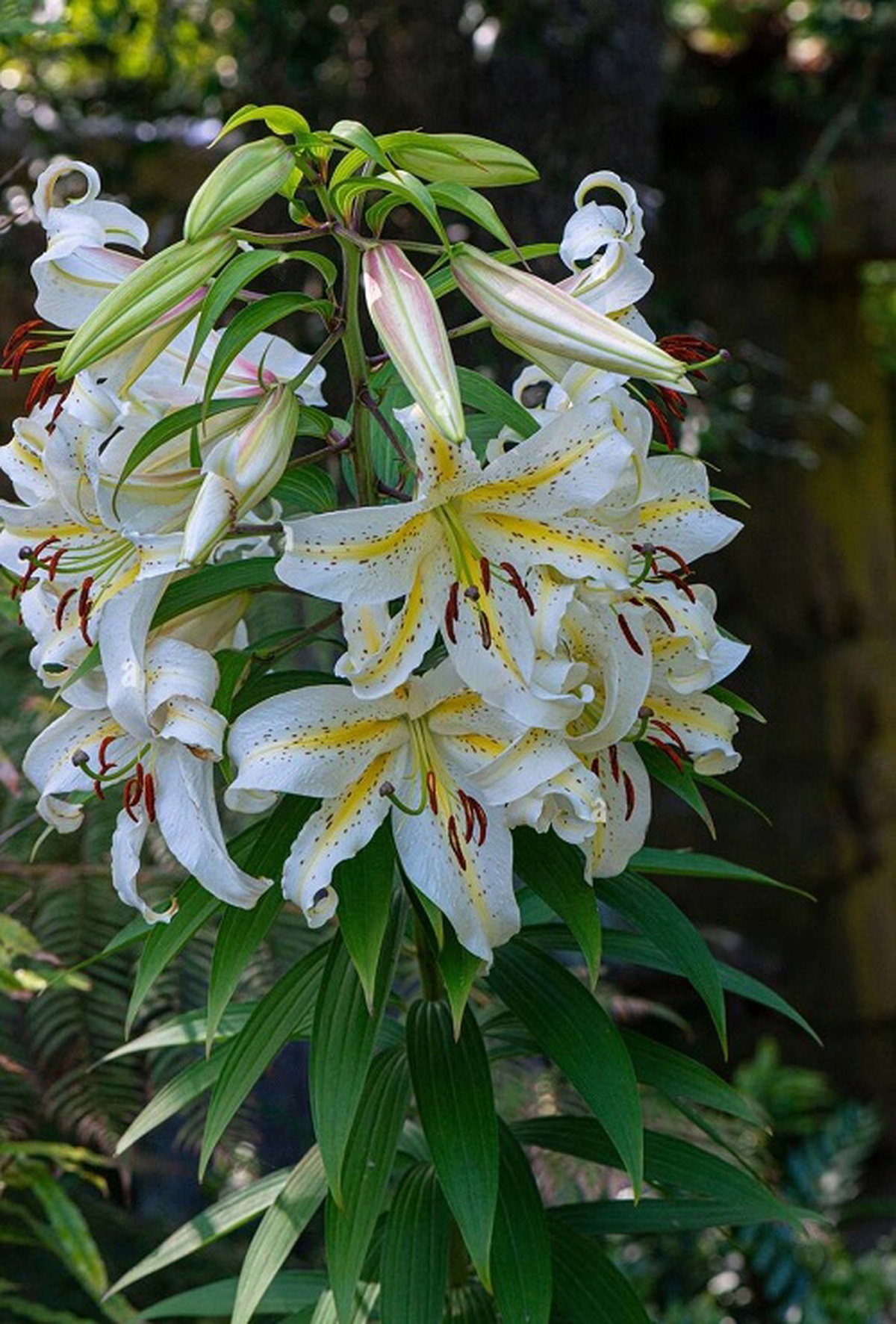 11 Breathtaking White Flowers with Purple Center to Admire