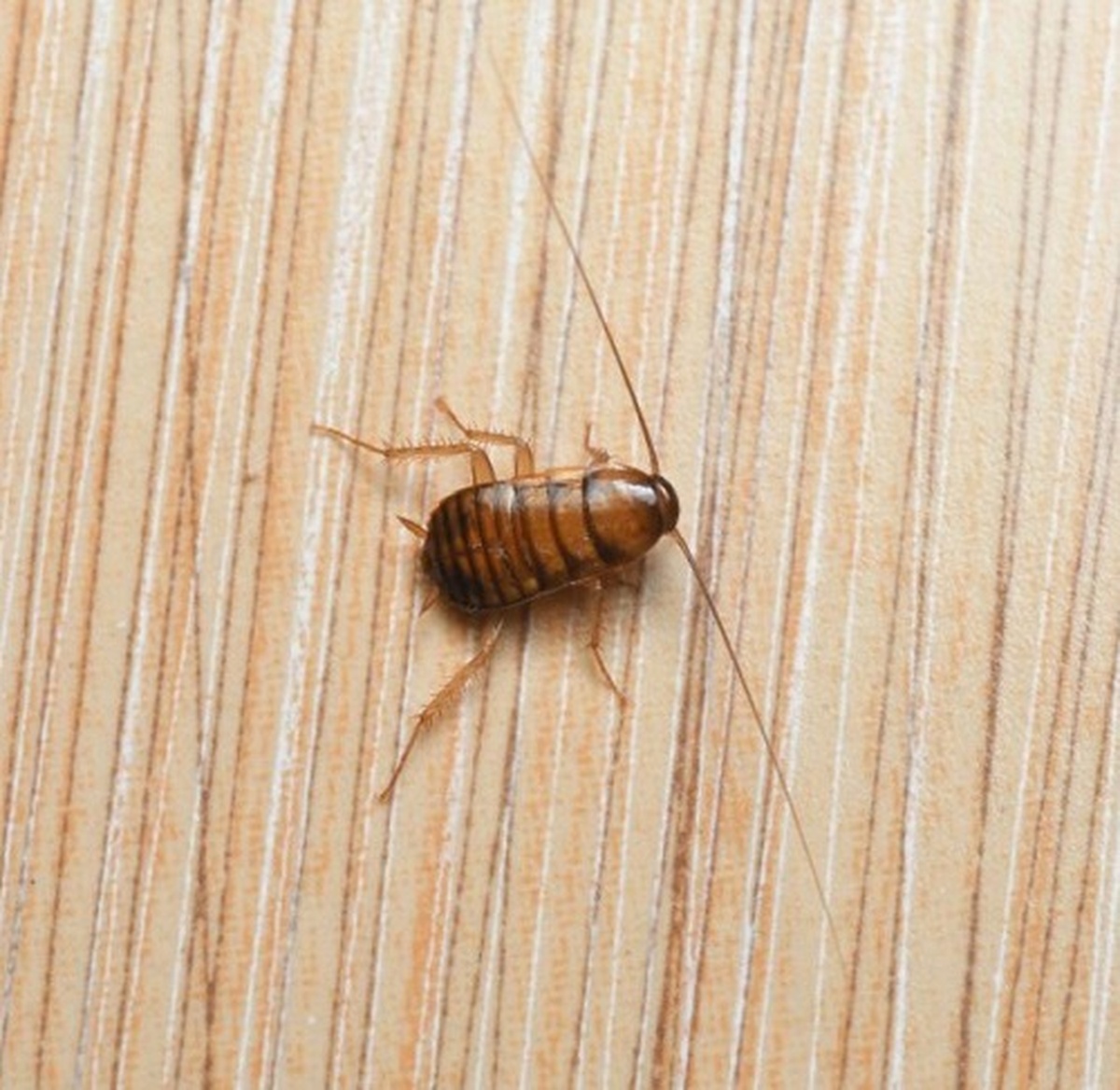 11 Surprising Tiny Black Bugs in Bathroom with No Wings to Know