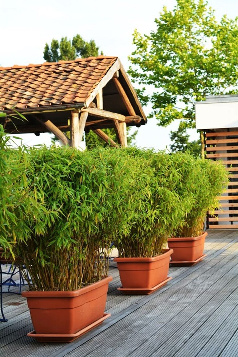 24 Beautiful Bamboo Types for Container and Garden Growing