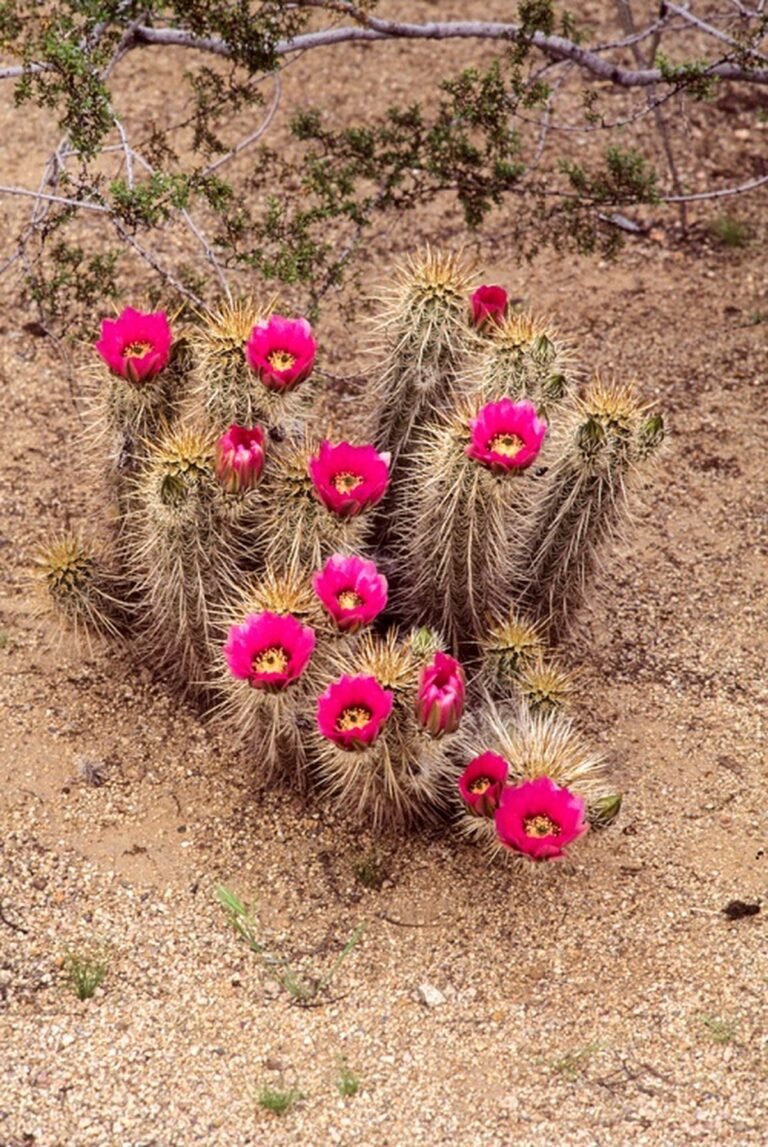 20 Best Cactus with Arms That Will Enchant Your Garden