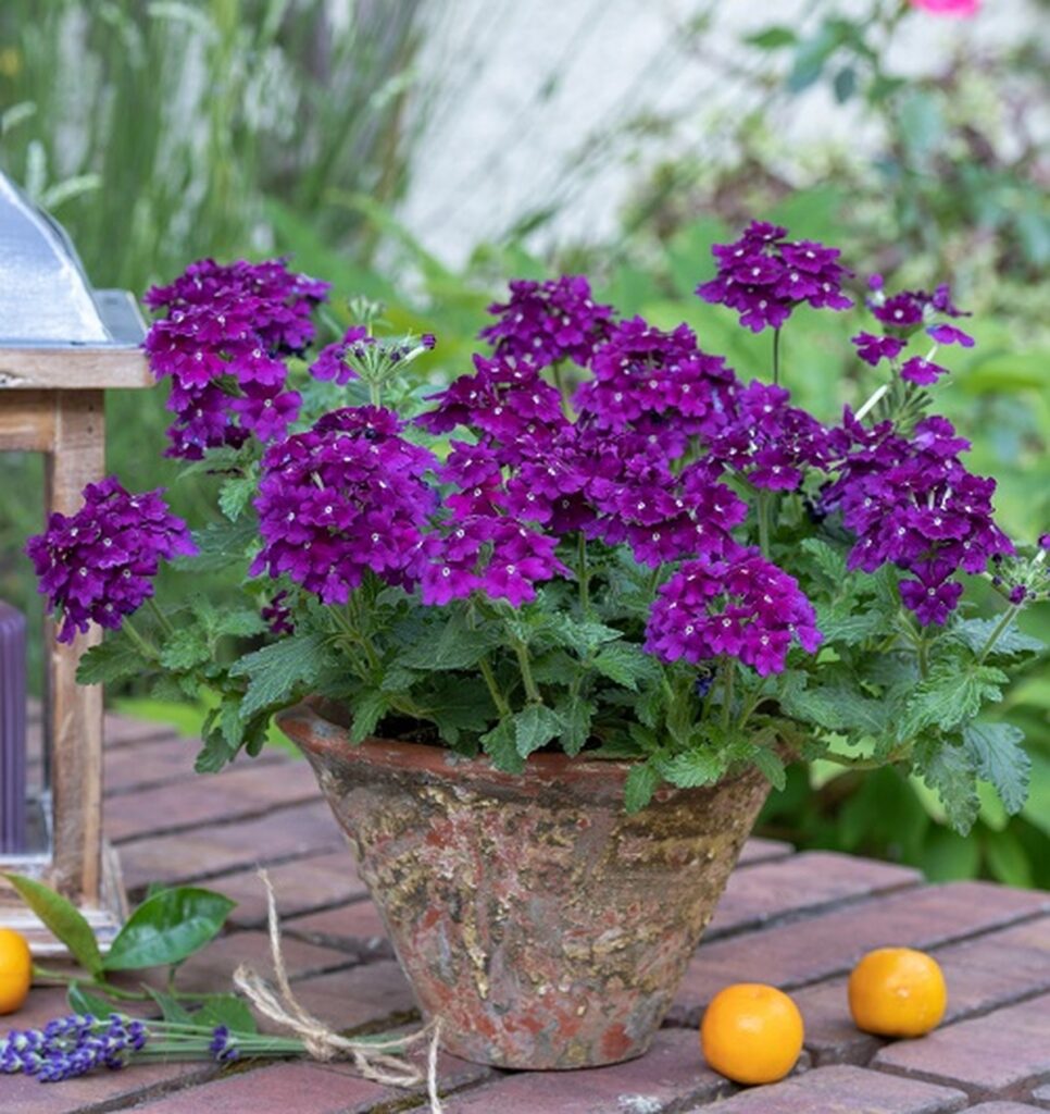 13 Breathtaking Mauve Flowers to Brighten Your Garden