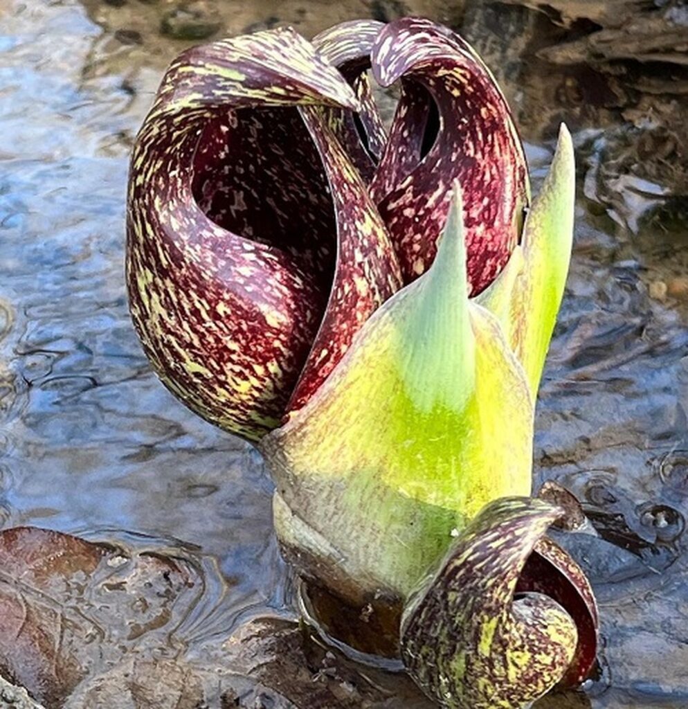 15 Surprising Ugly Flowers That Charm Every Garden Enthusiast