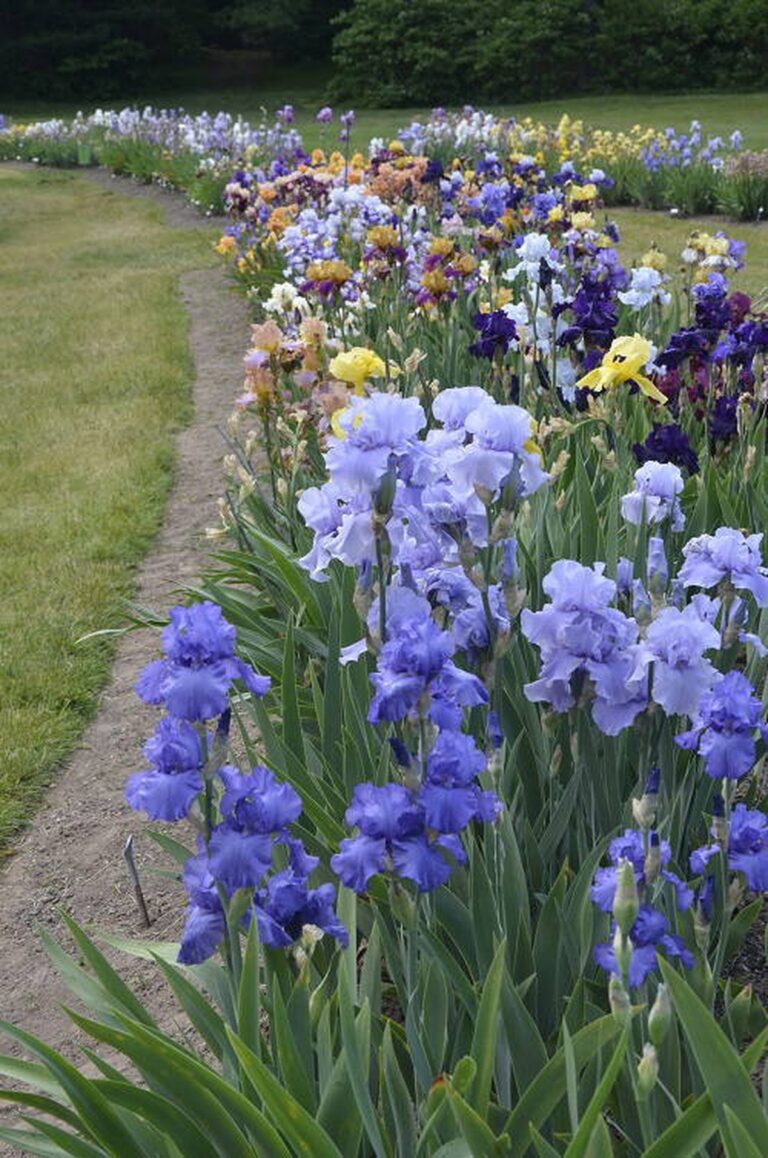 24 Stunning Iris Arrangement Ideas That Brighten Any Space