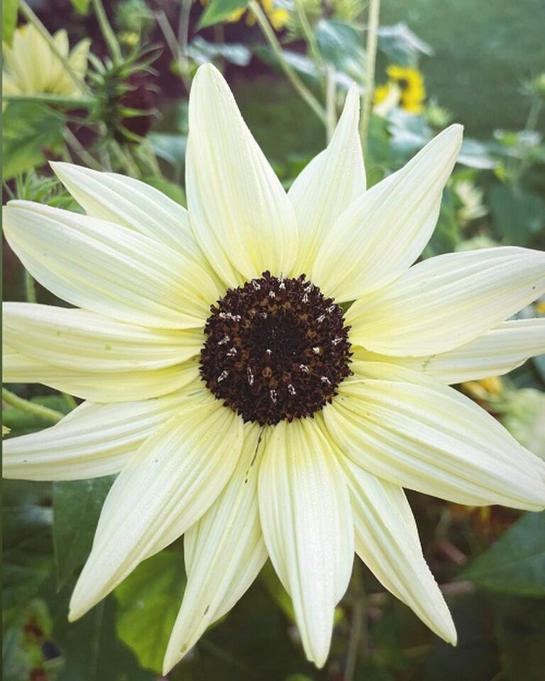 31 Stunning Sunflower Colors That Will Brighten Your Garden