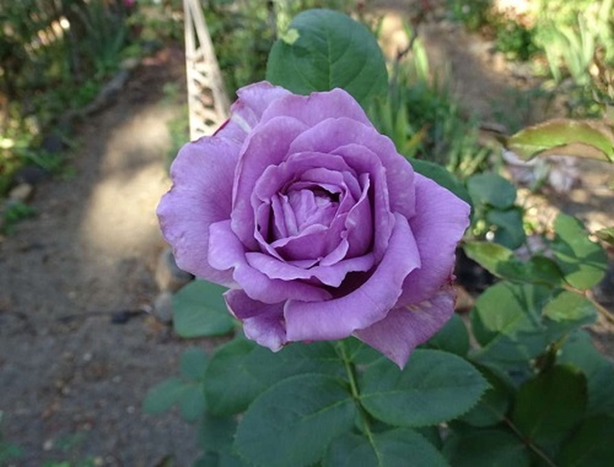 13 Stunning Blue Rose Varieties: Find Your Perfect Blooming Beauty